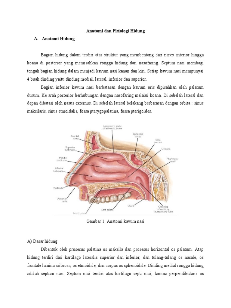 Anatomi Dan Fisiologi Hidung Fix1 | PDF