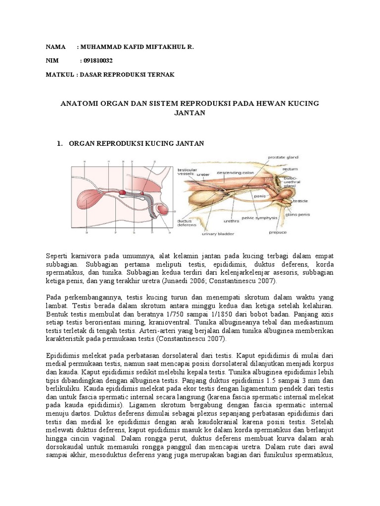 Anatomi Rep Kucing Jantan | PDF
