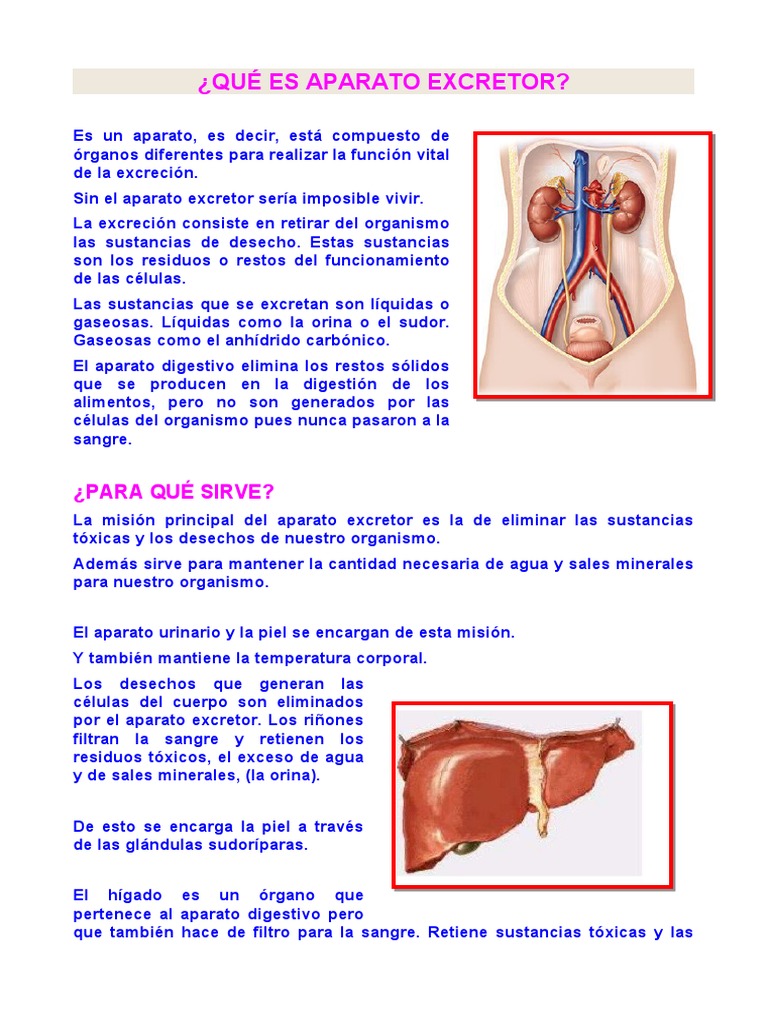 Aparato Excretor | PDF | Sistema urinario | Riñón