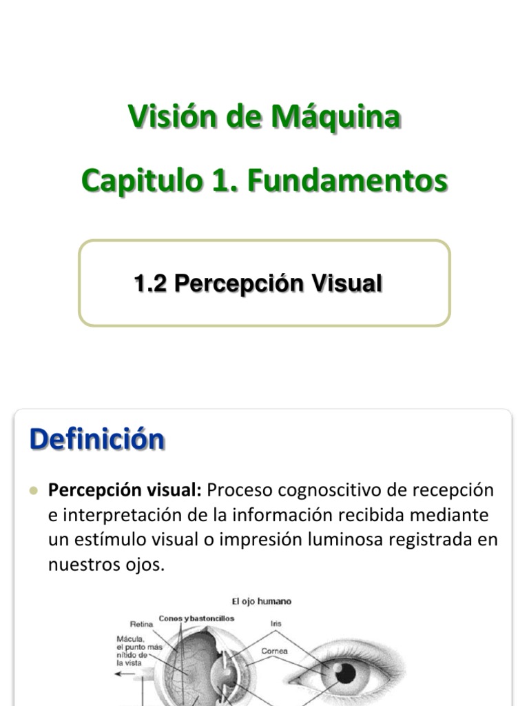 Fundamentos de la Percepción Visual | PDF | Percepción visual | Ojo humano