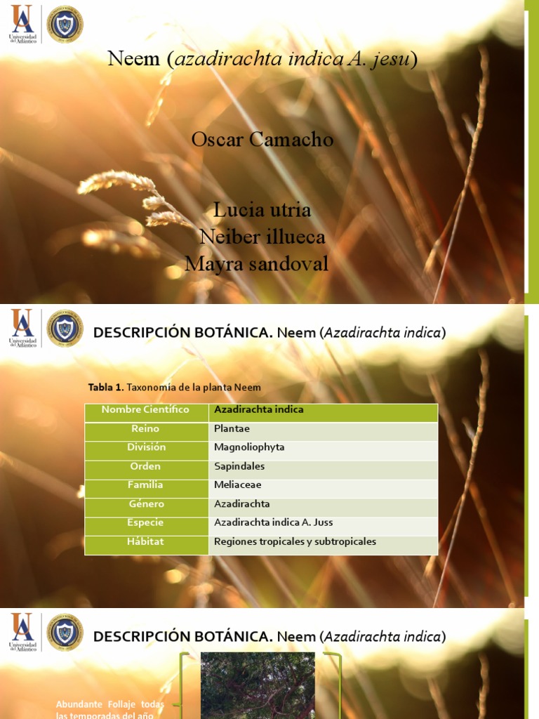 NEEM | PDF | Forma de vida vegetal | Plantas