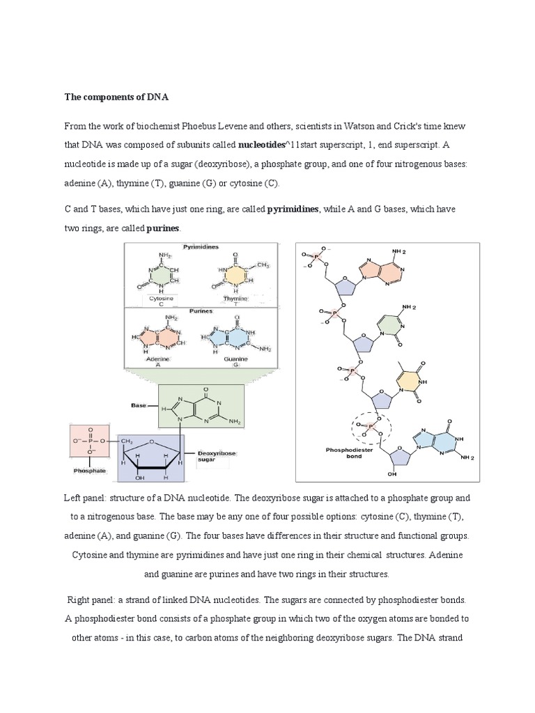 Dna Structure and Function | PDF | Dna | Nucleotides