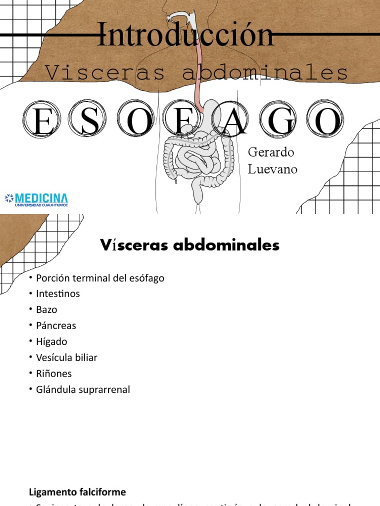 Esofago | PDF | Sistema digestivo humano | Abdomen