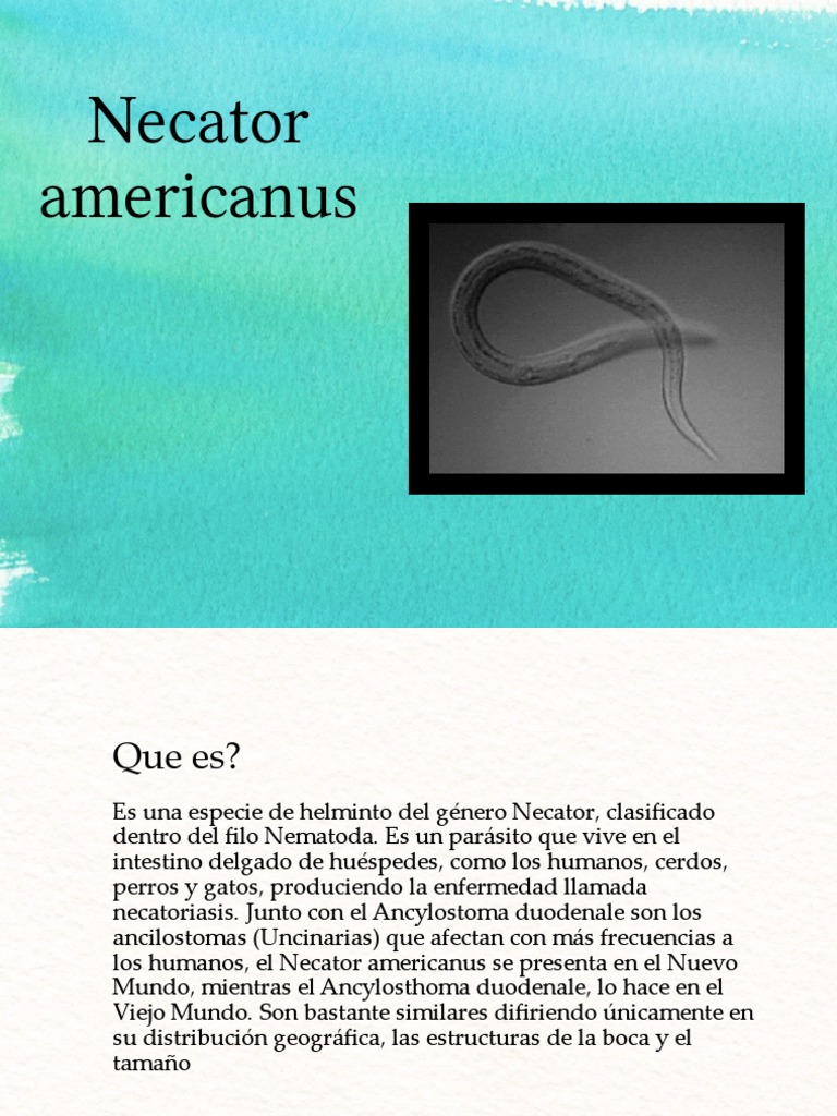 Necator Americanus | PDF | Medicina CLINICA | Enfermedades y trastornos
