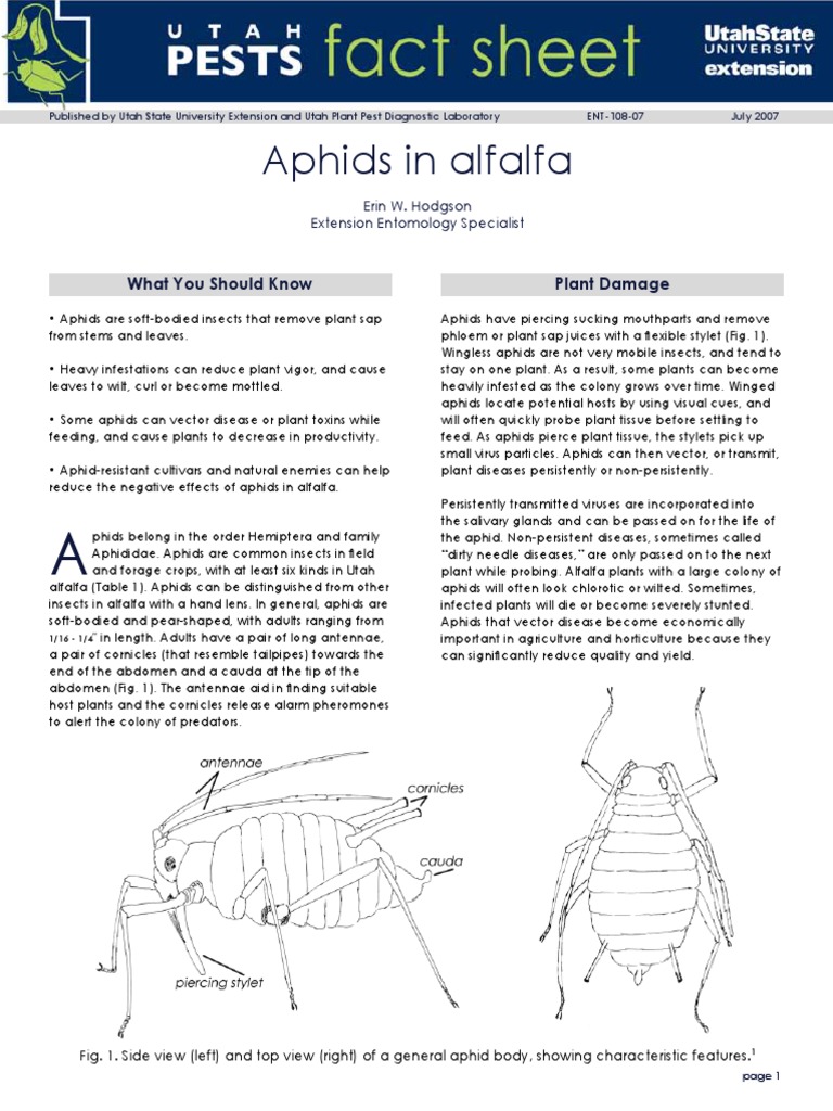 Aphids in Alfalfa | PDF | Insects | Alfalfa