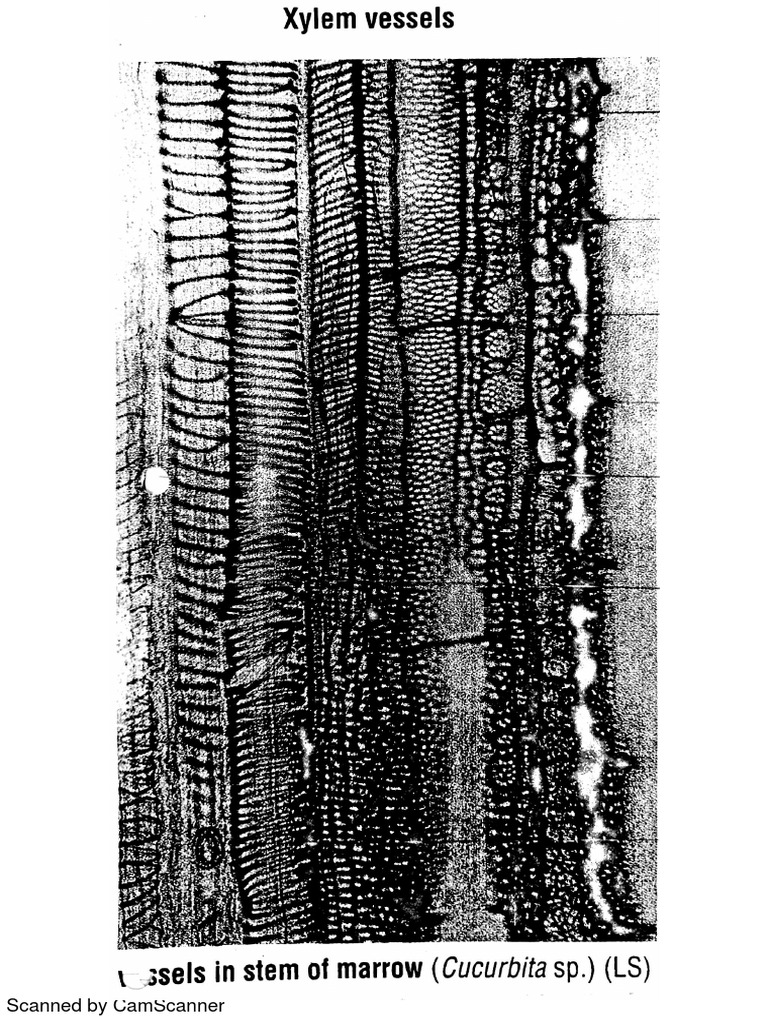 Electron Micrographs of Xylem and Phloem | PDF