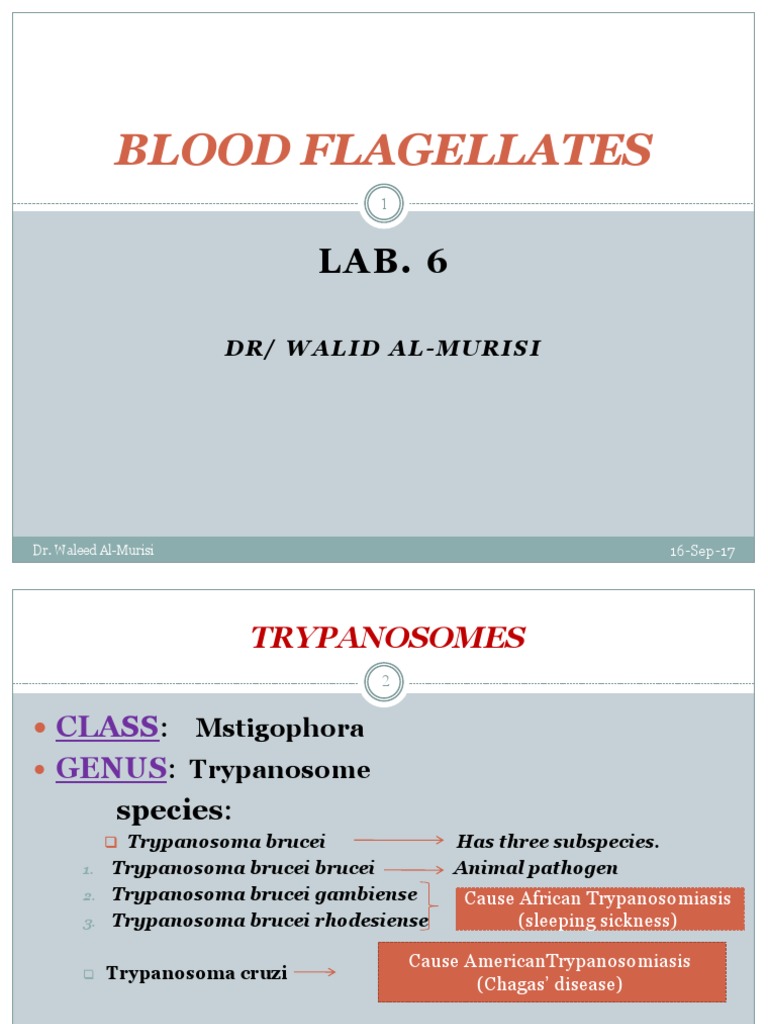 Blood Flagellates: DR/ Walid Al-Murisi | PDF | Parasites | Microbiology