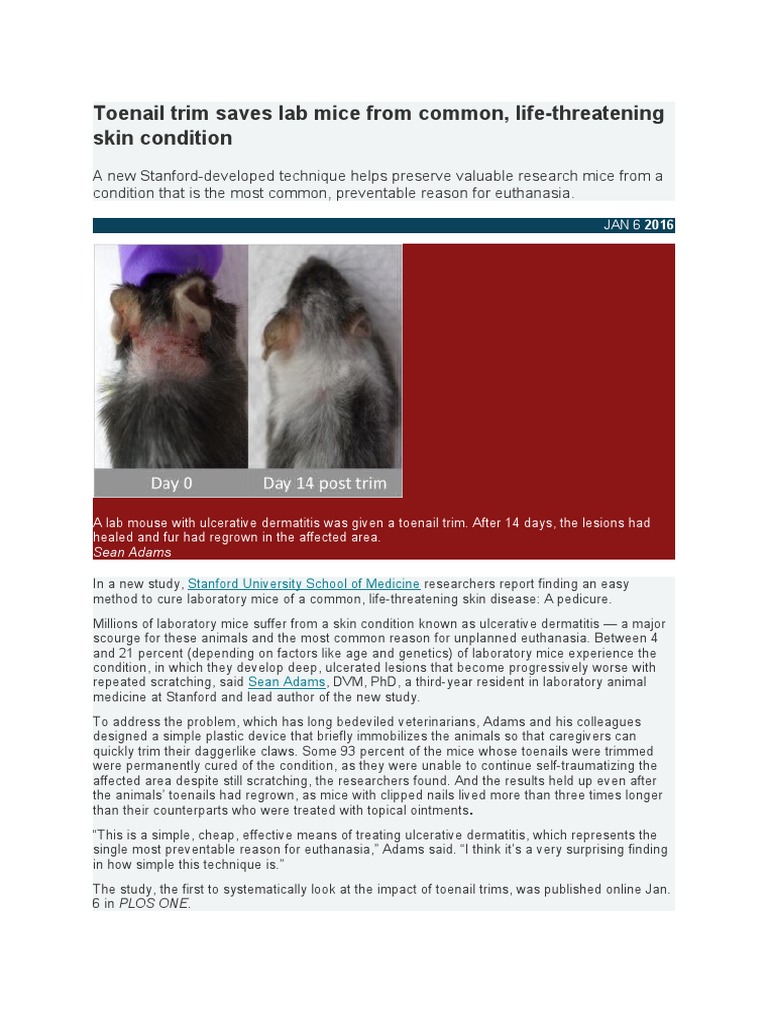 Toenail Trim Cures 93% of Mice with Common Skin Condition | PDF | Mouse ...