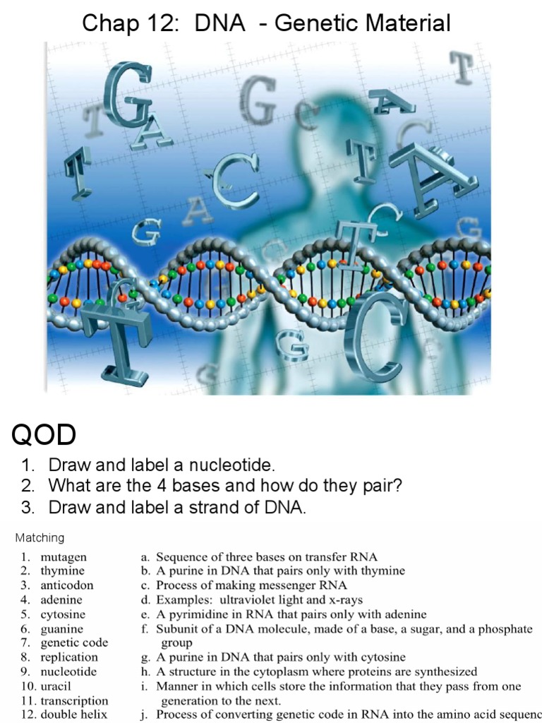CH 12 DNA Genetic Material PDF | PDF | Translation (Biology) | Rna
