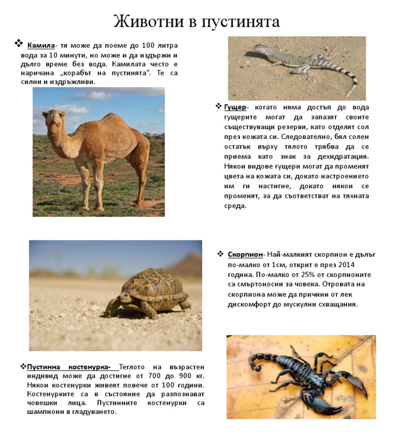 Животни в пустинята презентация | PDF