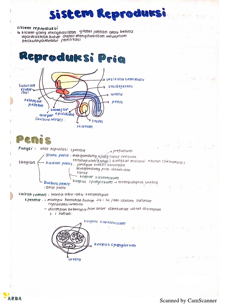 Sistem Reproduksi (Edited) | PDF