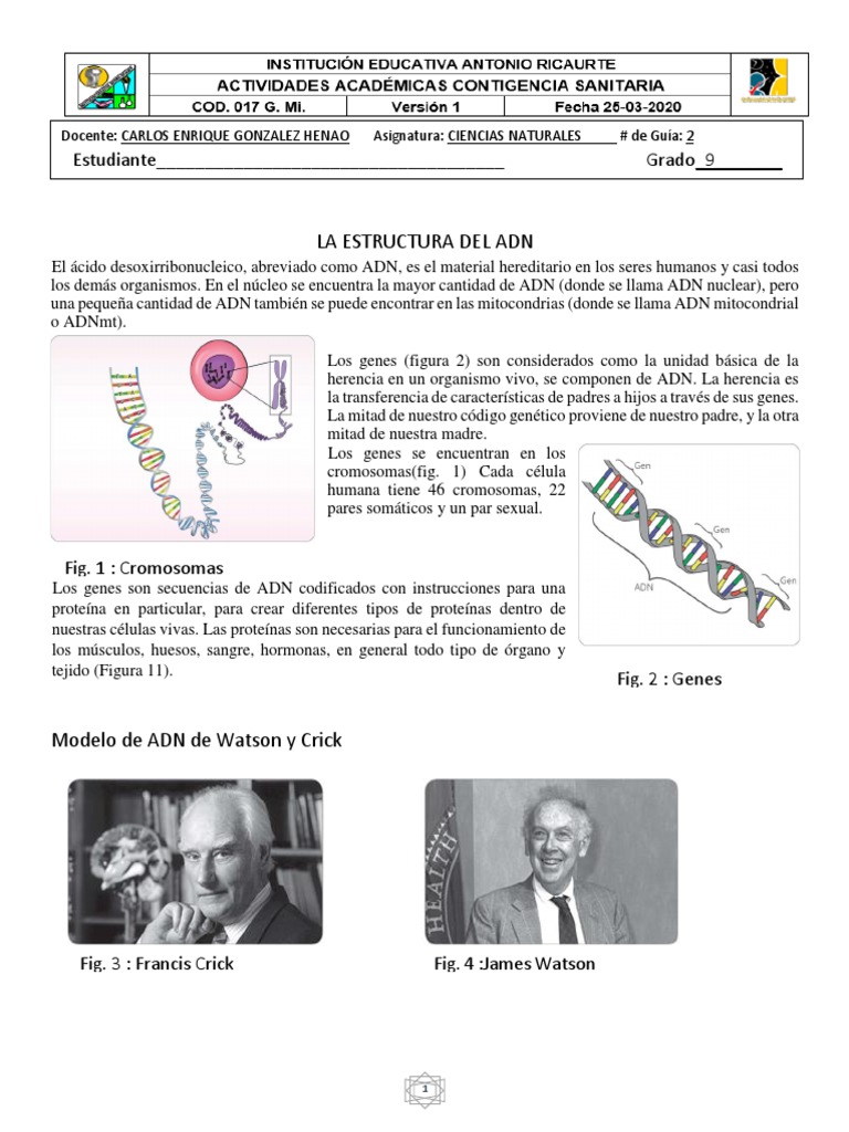 Taller Grado 9 - El ADN y Su Estructura | PDF | Francis Crick | Adn