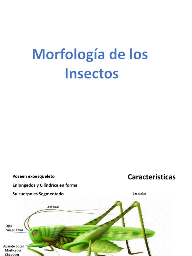 Morfologia de Los Insectos | PDF | Insectos | Esqueleto