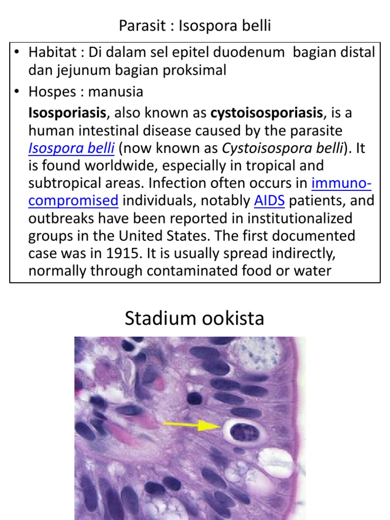 Parasit: Isospora Belli: Isosporiasis, Also Known As Cystoisosporiasis ...