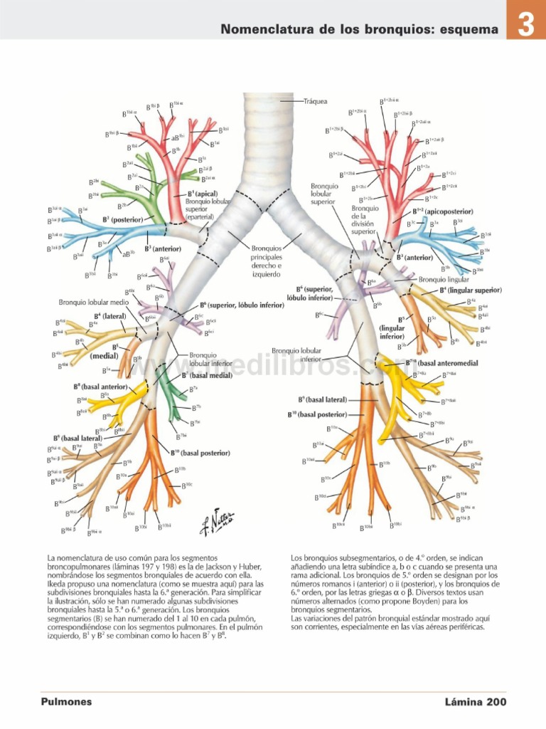Atlas de Anatomia Humana Netter 6ed Medilibros - Com 115 PDF | PDF ...