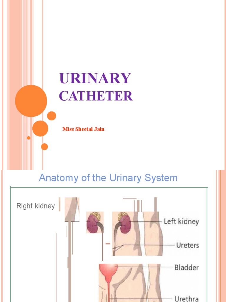 Female Catheter Insertion Guide | PDF | Catheter | Urinary System