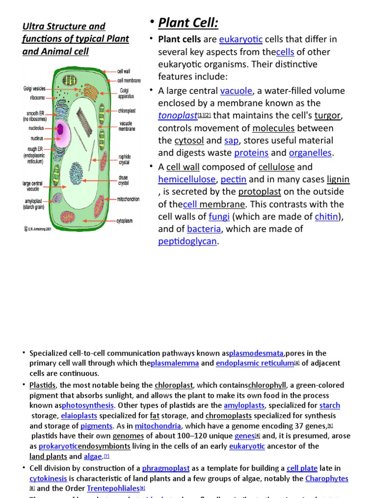 Structure N Function of Plant Cell 2 | PDF | Eukaryotes | Cell (Biology)