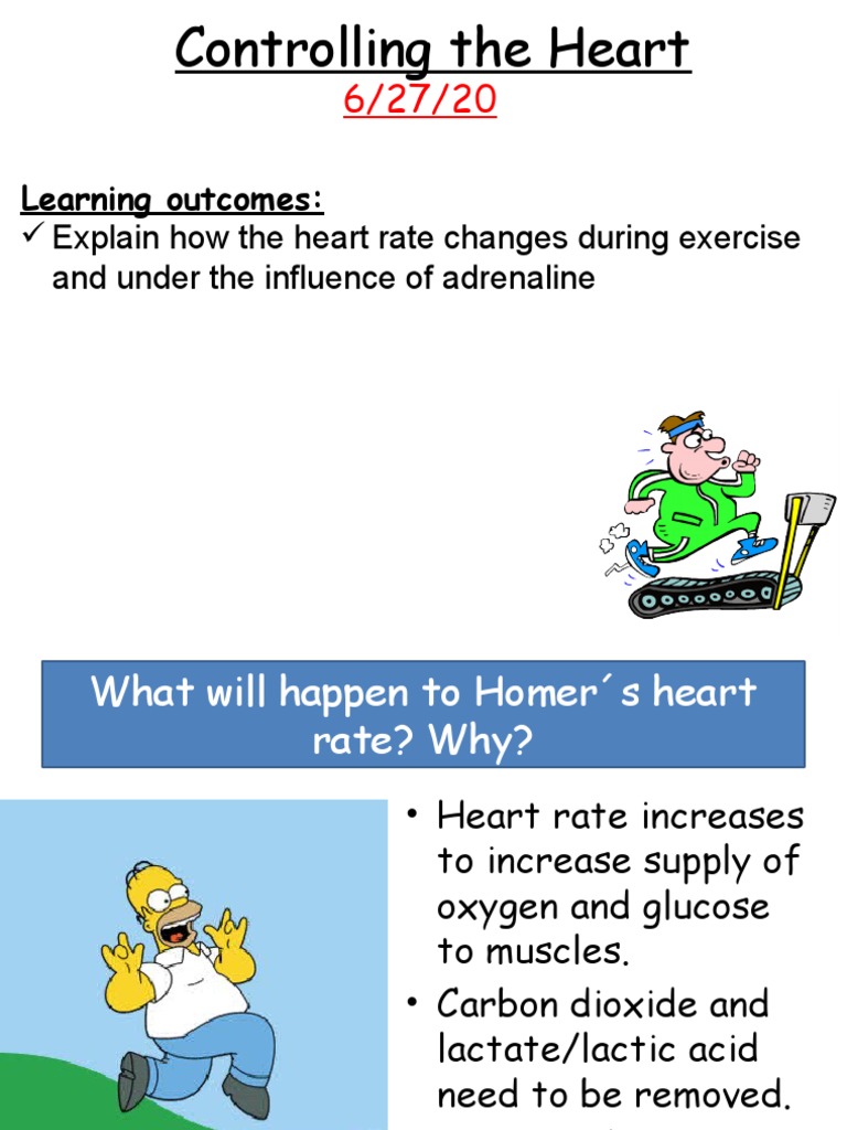 Learning Outcomes:: Explain How The Heart Rate Changes During Exercise ...