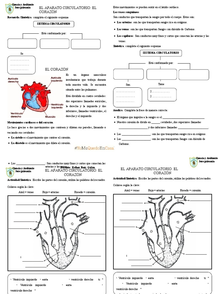 El Corazon | PDF | Corazón | Sistema circulatorio