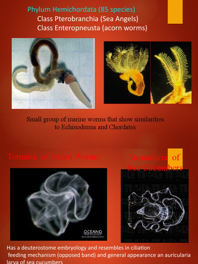 Class Pterobranchia (Sea Angels) Class Enteropneusta (Acorn Worms ...