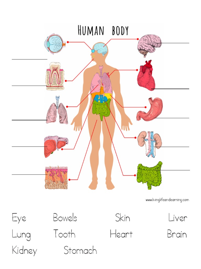 Human Body PDF | PDF