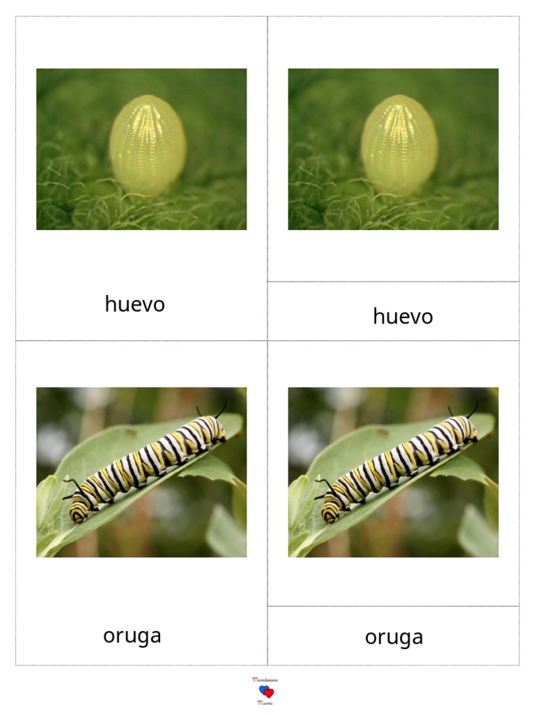 Tarjetas Nomenclatura Ciclo de La Mariposa | PDF