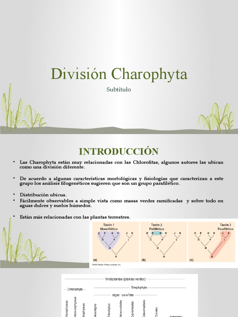 12 Va Clase División Charophyta | PDF | Mitosis | Biología Celular)