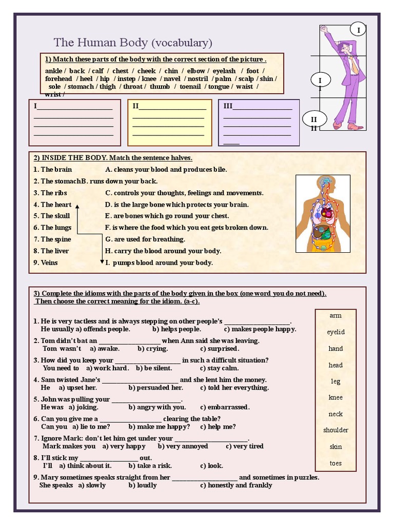 Human Body Vocabulary Information Gap Activities Oneonone Activities ...