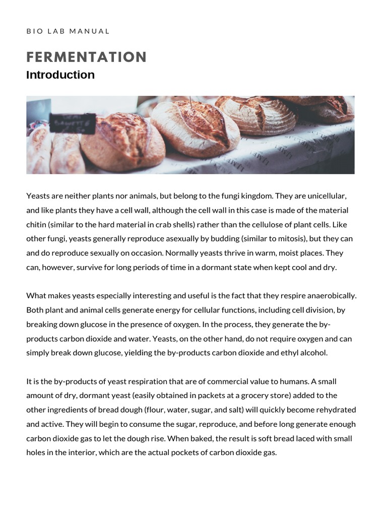 Yeast Fermentation Lab Manual | PDF | Yeast | Nature