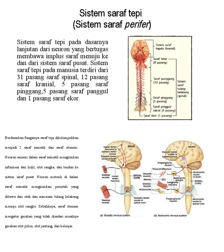 Sistem Saraf Tepi | PDF | Pengembangan Diri