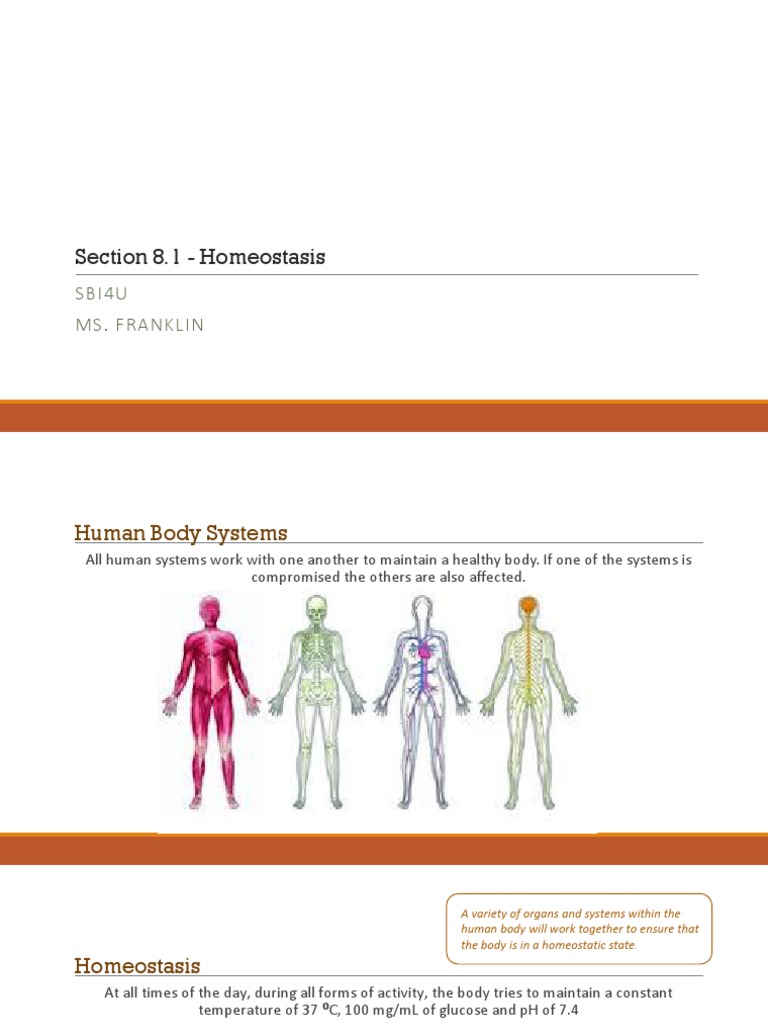 Section 8.1 - Homeostasis: Sbi4U Ms. Franklin | PDF | Homeostasis ...