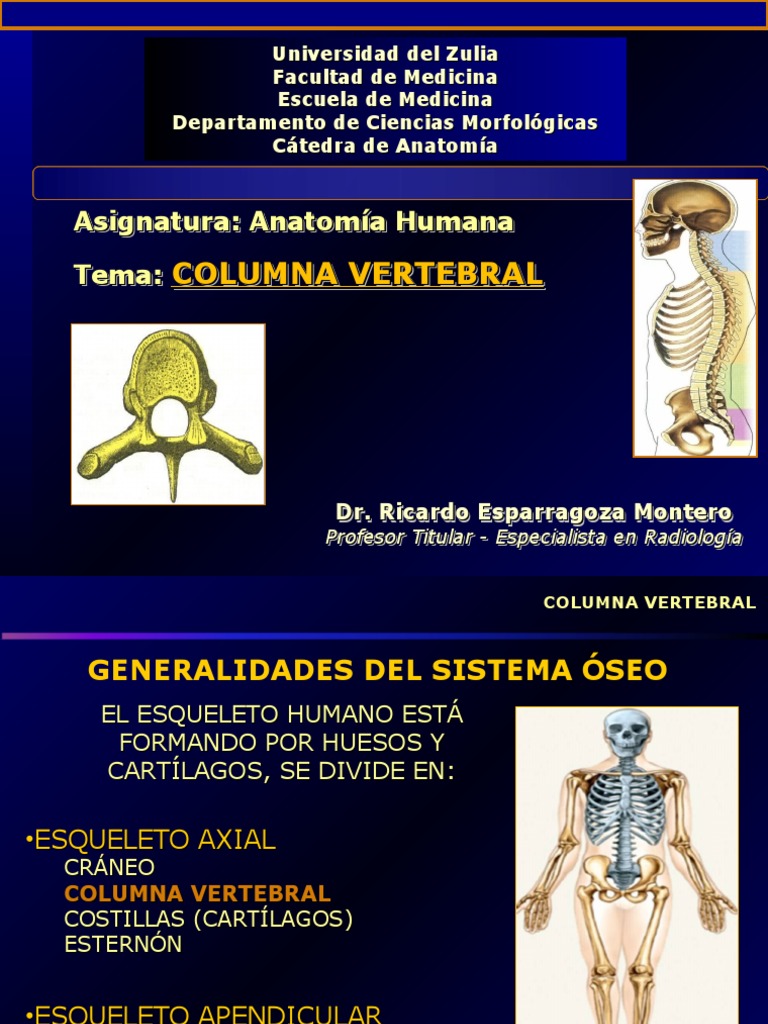 División de la Columna Vertebral Humana | PDF | Vértebra | La columna ...