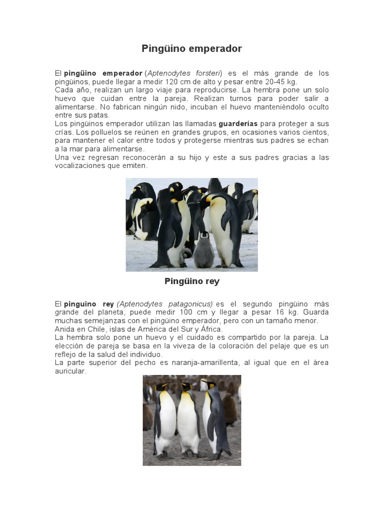 Pingüinos | PDF | Pingüino | Aves
