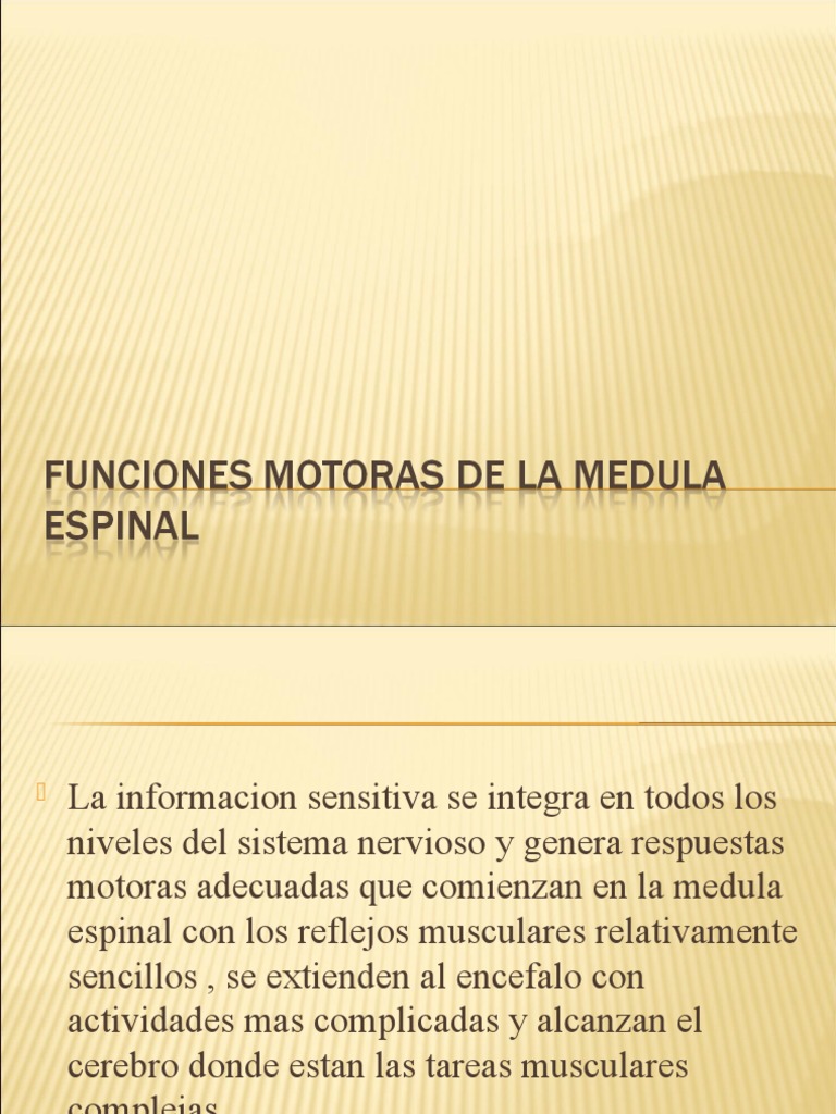 Funciones Motoras de La Medula Espinal (2) (FISIOLOGIA) | PDF | Médula espinal | Neurona motora