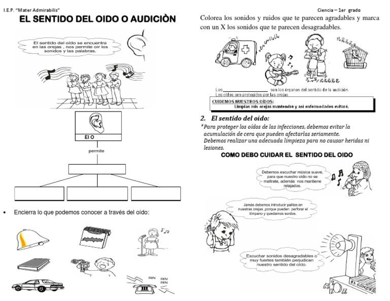 El Sentido Del Oido o Audiciòn | PDF