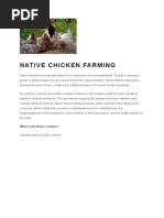 Road Runner Chicken Farming in Zimbabwe | PDF | Chicken | Egg