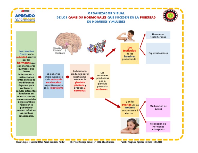 Cambios Hormonales En La Pubertad Pdf Hormona Glándula Pituitaria