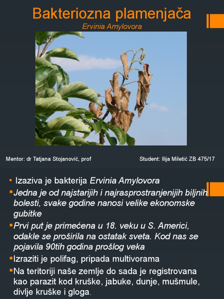 Bakteriozna Plamenjaca - Prezentacija | PDF