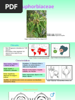 Características y usos del matapalo | PDF | Arboles | Hoja