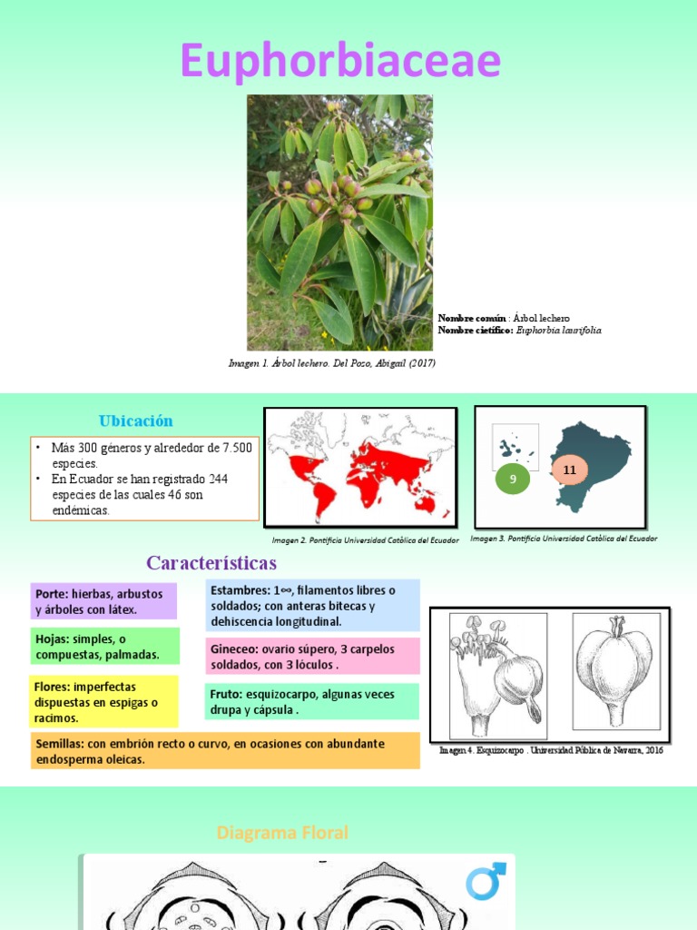 Características y Ejemplos de Euphorbiaceae | PDF | Flores | Botánica