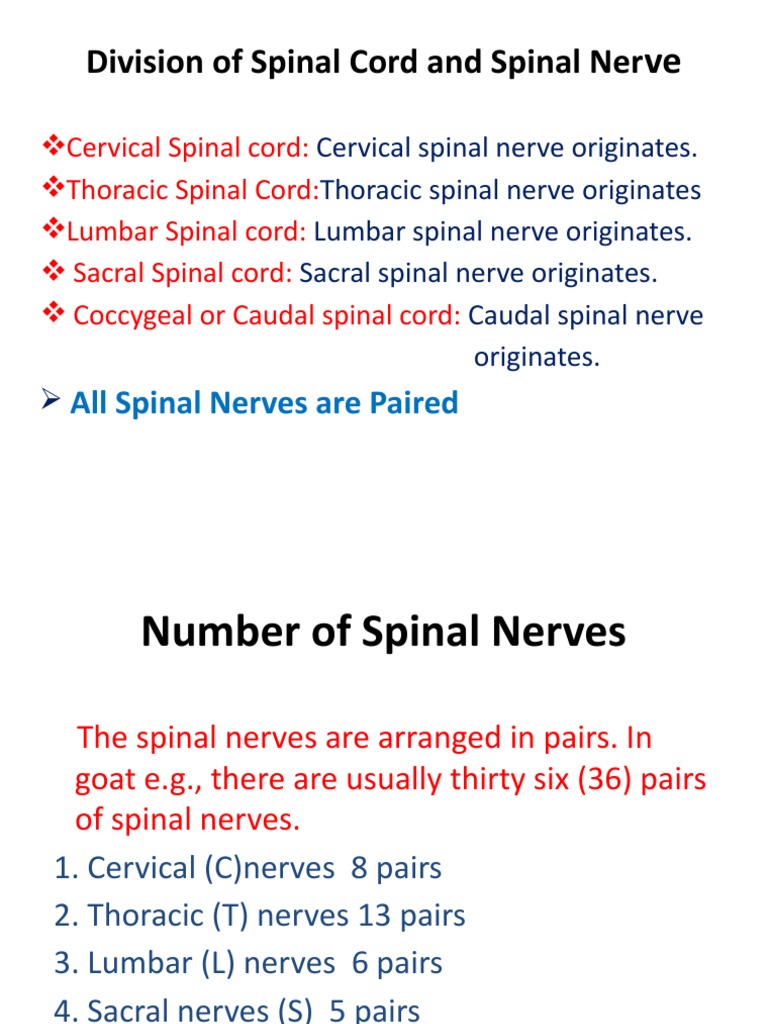 Division of Spinal Cord | PDF | Vertebral Column | Spinal Cord