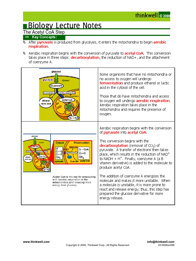 Link Reaction | PDF | Cellular Respiration | Pyruvic Acid