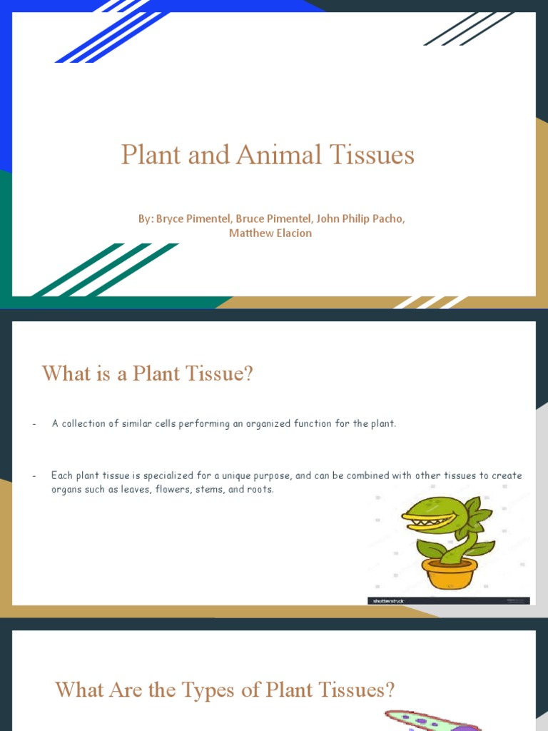 Plant and Animal Tissues: By: Bryce Pimentel, Bruce Pimentel, John ...