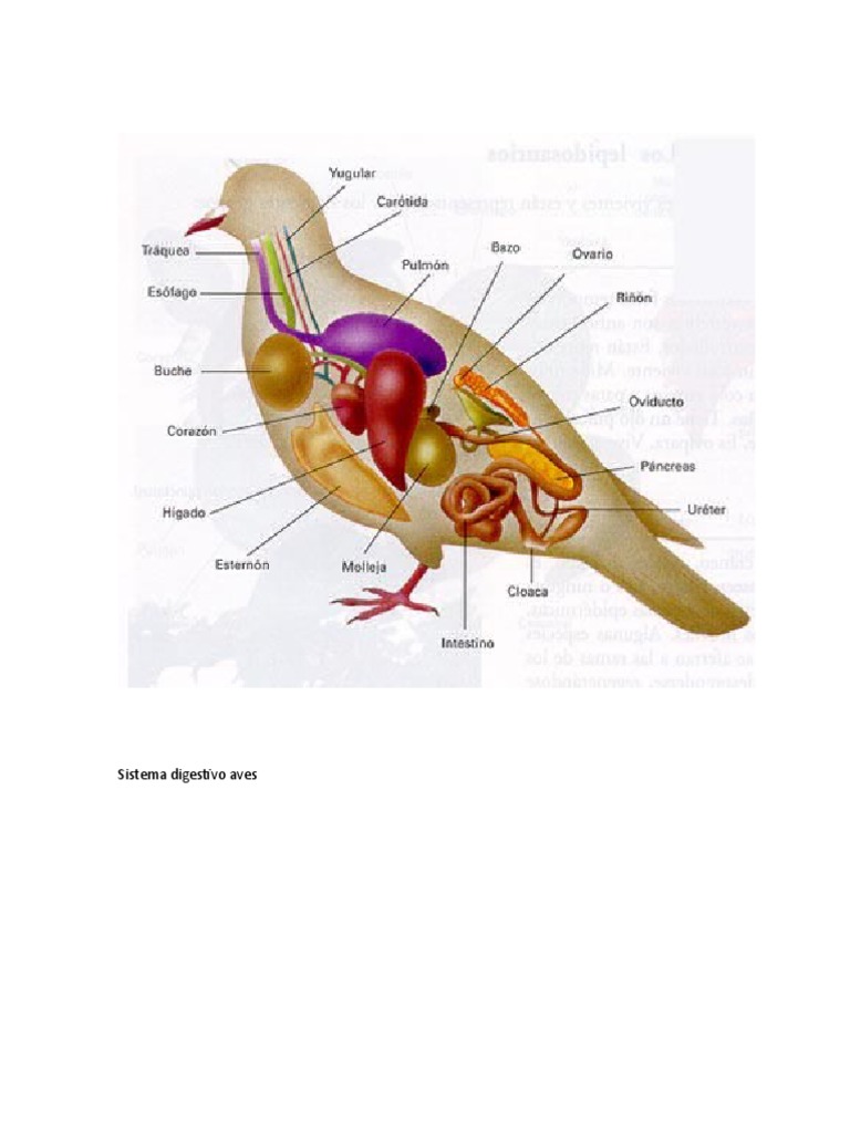 Sistema Digestivo Aves | PDF | Salud y bienestar | Ciencia y matemáticas