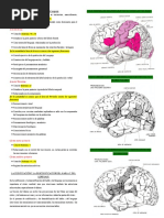 Lobulo de La Insula | PDF | Corteza Insular | Lóbulo temporal