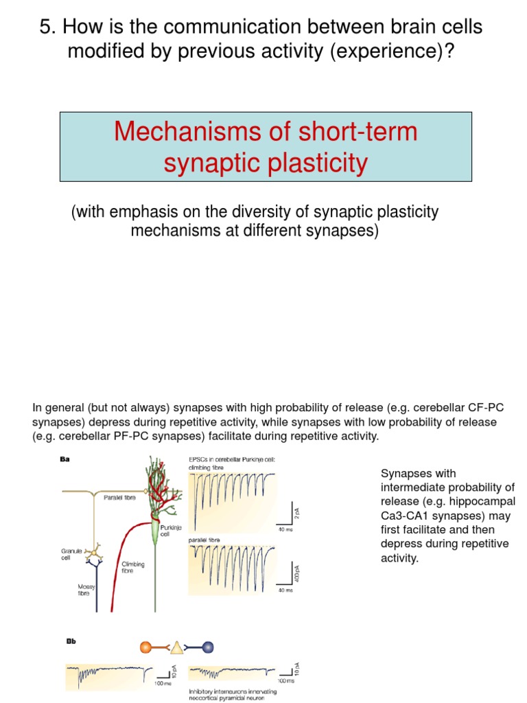 Mechanisms of Short-Term Synaptic Plasticity | PDF | Synapse | Chemical ...