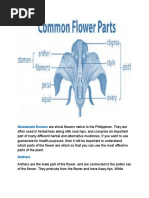 Gumamela: Structure and Reproduction | PDF | Flowers | Pollination