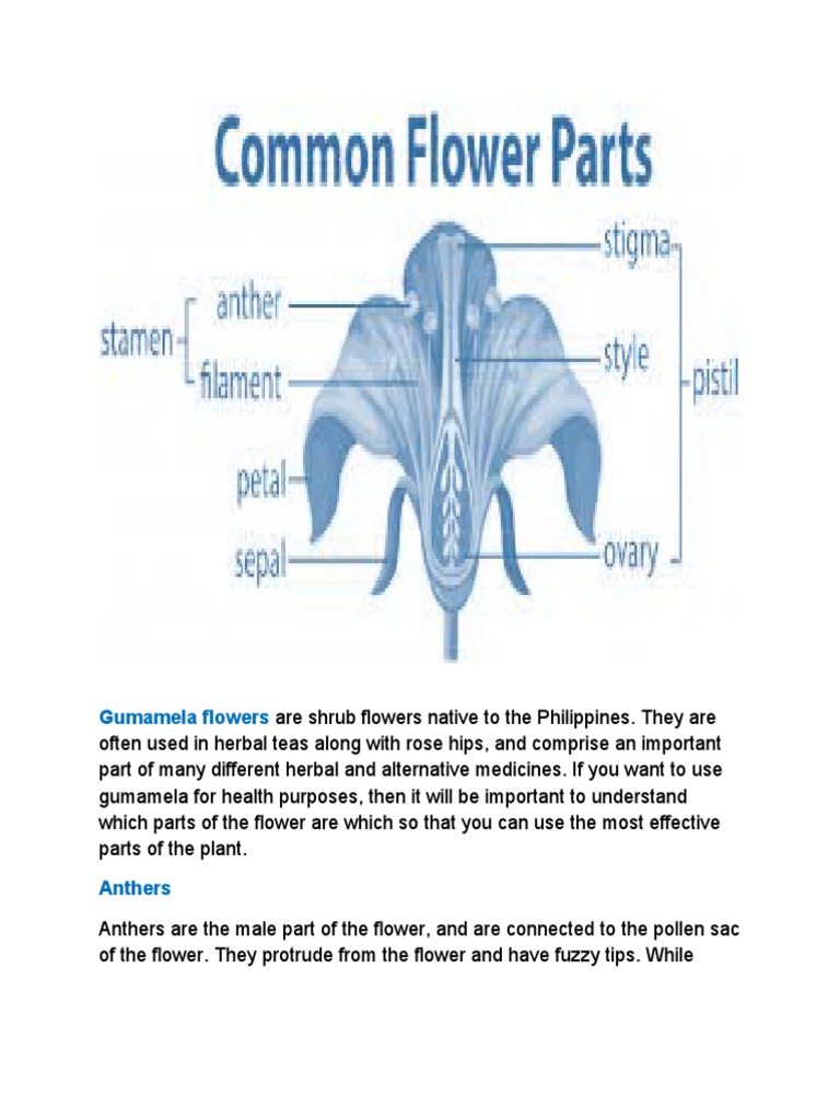 Gumamela: Herbal Uses and Anatomy | PDF | Science & Mathematics | Home ...