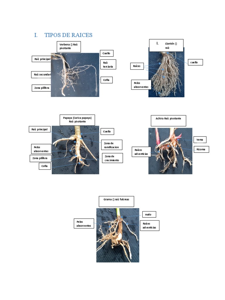 Tipos de Raices | PDF