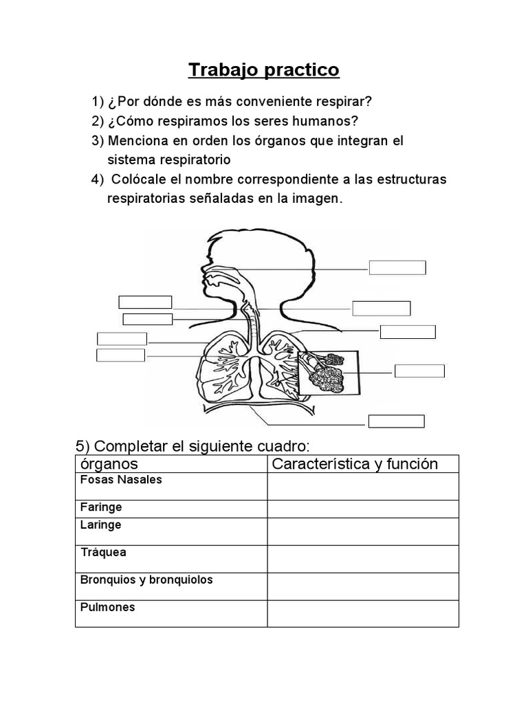 Hoja De Trabajo En Blanco Del Sistema Respiratorio